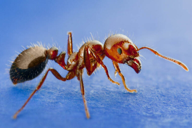 Top 10 deadly insects in the world - Depth World