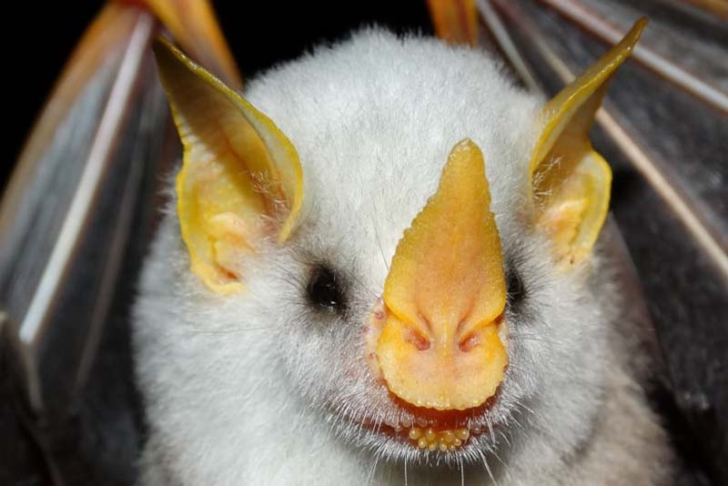 Top Beautiful Bat Species - Depth World
