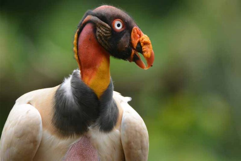 Top 10 Weirdest looking birds in the world - Depth World