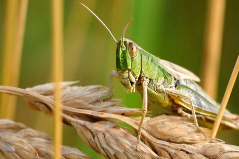 Top 10 deadly insects in the world - Depth World