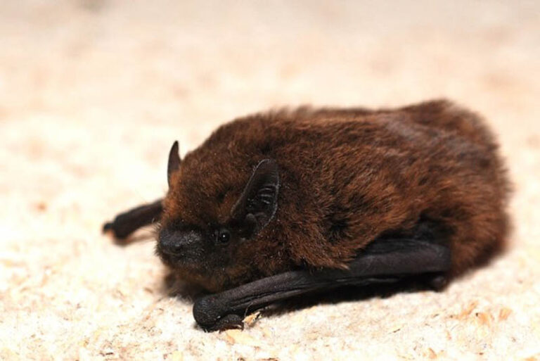 Top Beautiful Bat Species - Depth World