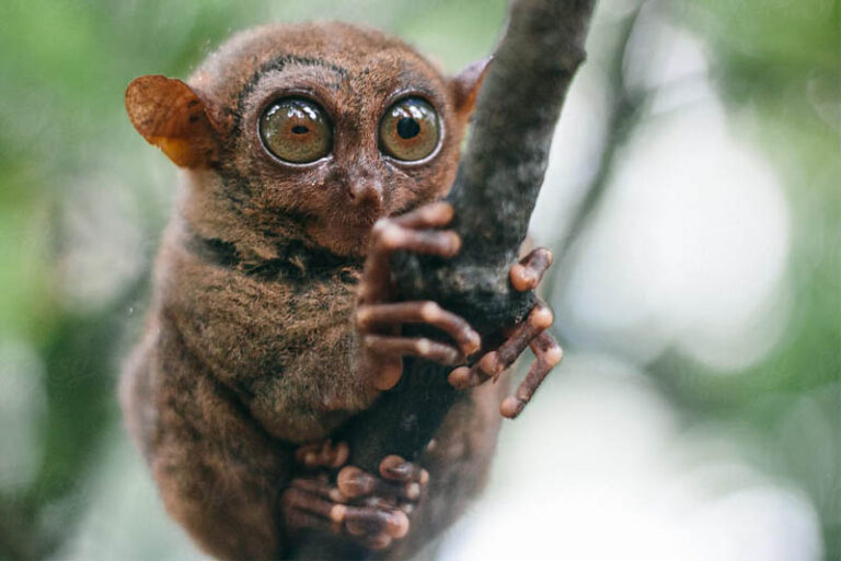 Top 20 Weirdest Looking Monkeys - Depth World