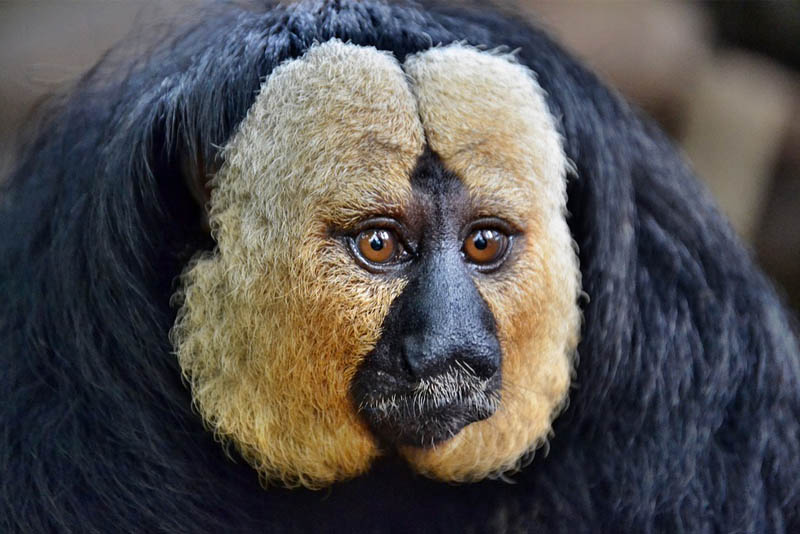Top 20 Weirdest Looking Monkeys - Depth World