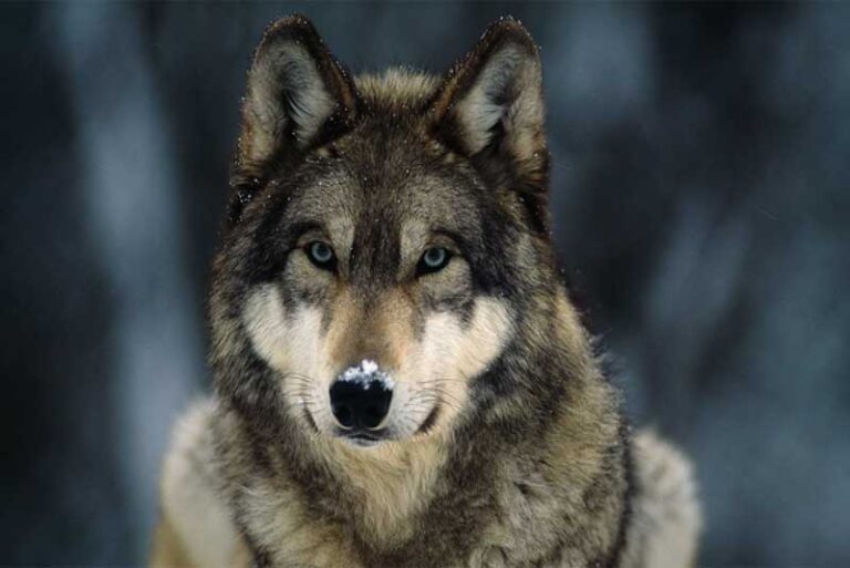 Top 10 Most Amazing Animals in the world - Depth World