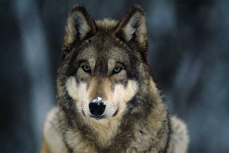 Top 10 Most Amazing Animals in the world - Depth World