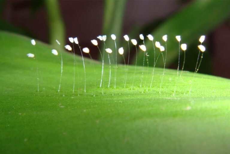 10 most beautiful rarest flowers in the world - Depth World