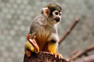 10 interesting facts about monkeys you never knew - Depth World