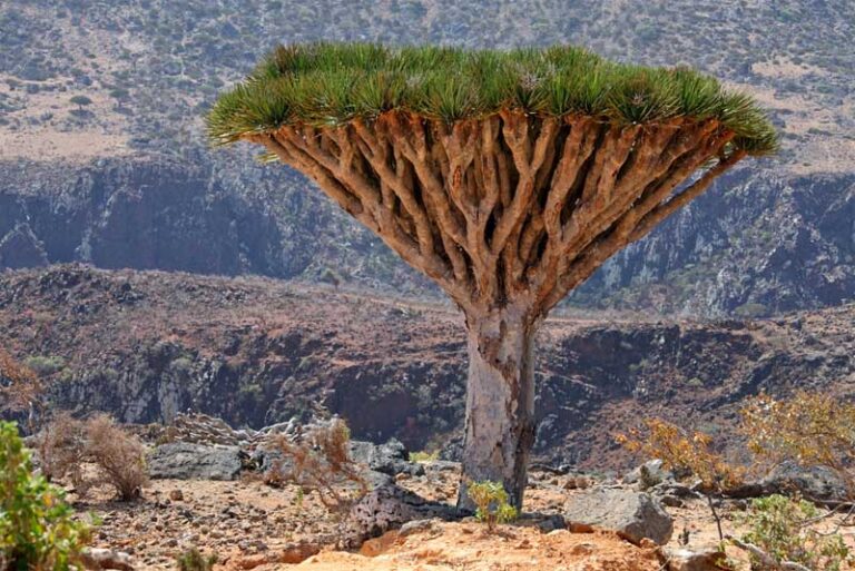 Top 10 Most amazing trees in the world - Depth World