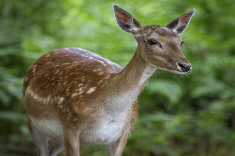 10 most beautiful female animals around the world - Depth World