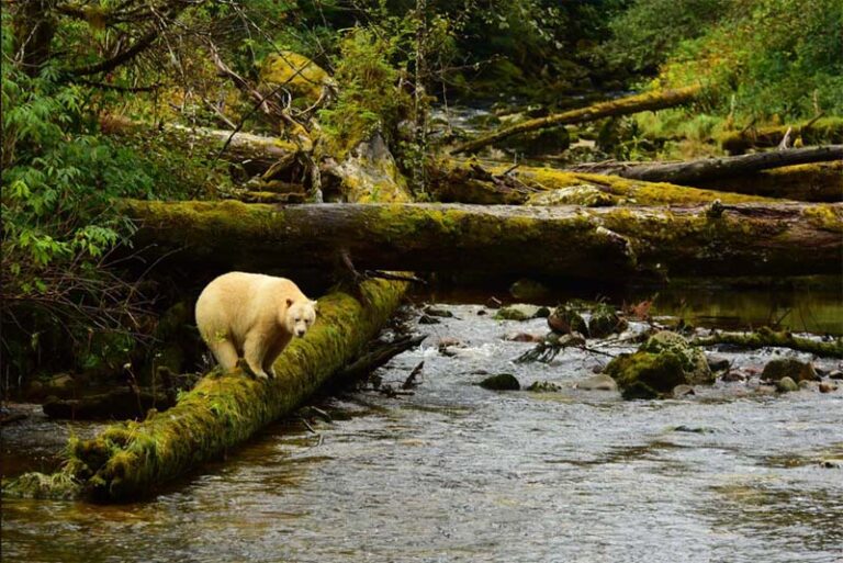 10 Most Beautiful Forests around The World - Depth World