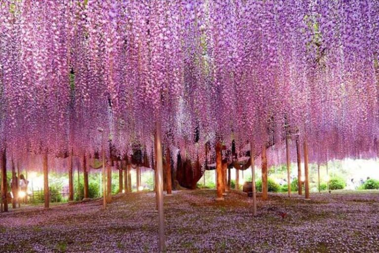 Top 10 Most amazing trees in the world - Depth World