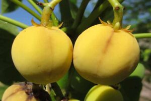 10 deadly fruits in the world - Depth World