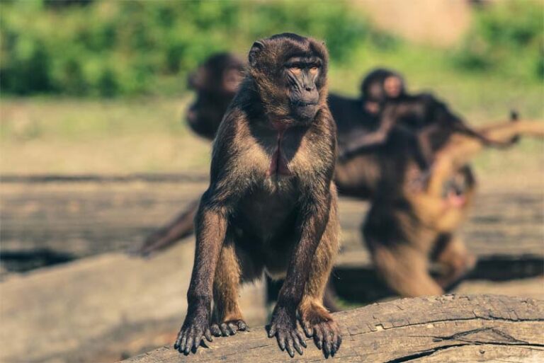 10 interesting facts about monkeys you never knew - Depth World