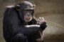 10 interesting facts about monkeys you never knew - Depth World