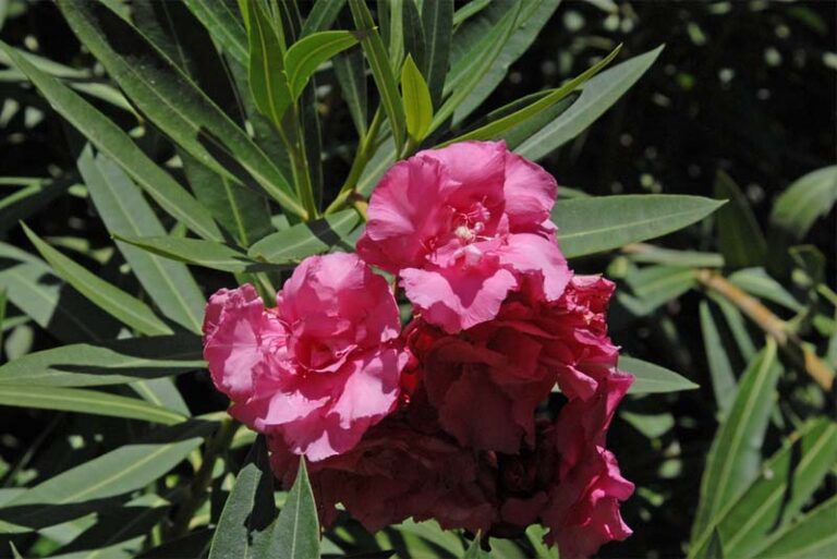 Top 10 Poisonous Plants in the World - Depth World