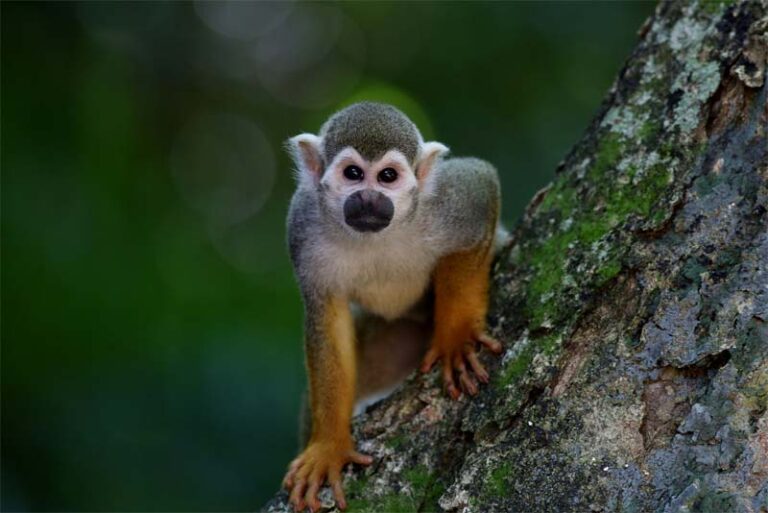 10 interesting facts about monkeys you never knew - Depth World