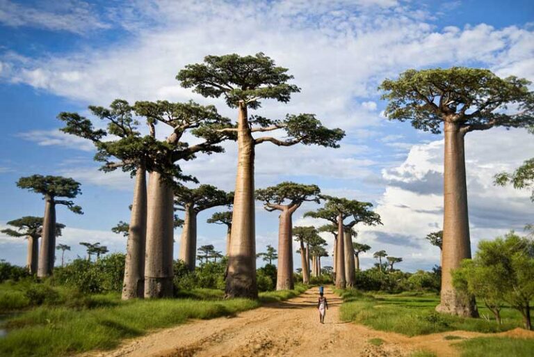 Top 10 Most amazing trees in the world - Depth World
