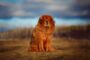 10 Most Expensive Pets in the World - Depth World