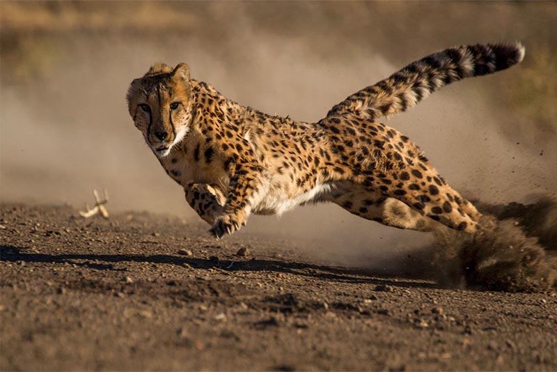 Top 10 land animals in the world - Depth World