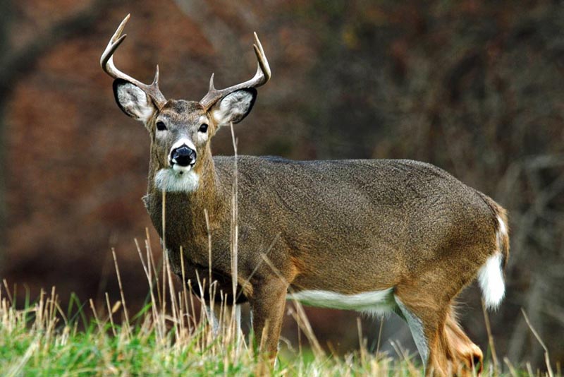 Top 10 land animals in the world - Depth World