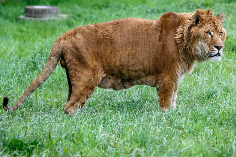 Top 10 land animals in the world - Depth World