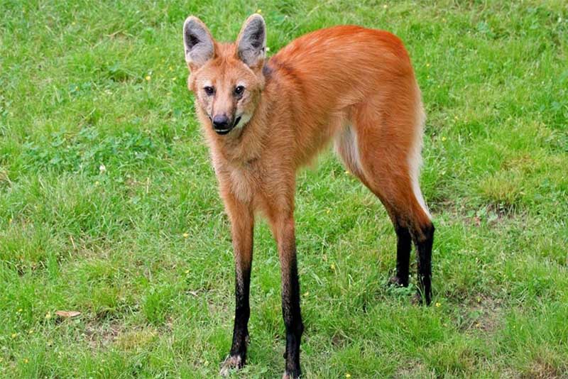 Top 10 land animals in the world - Depth World