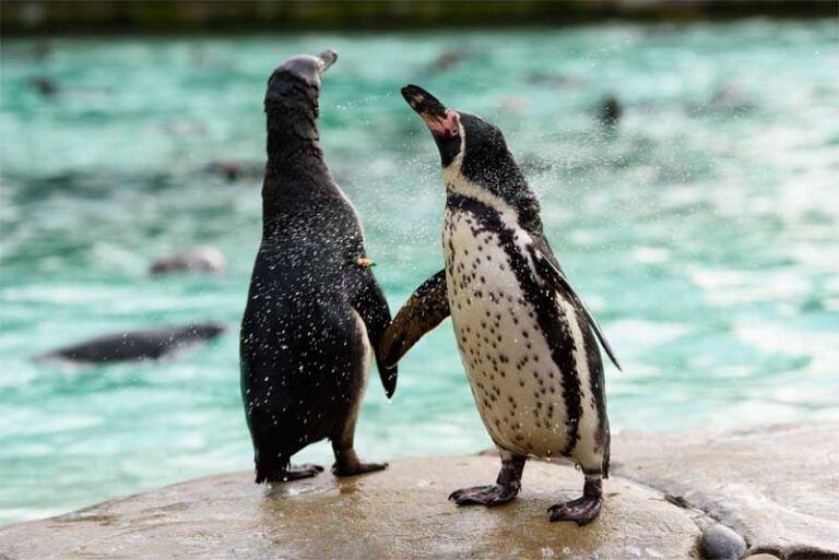 Top 10 land animals in the world - Depth World