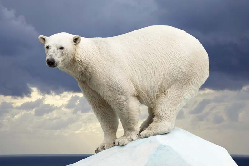 Top 10 land animals in the world - Depth World