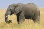 Top 10 Heaviest Animals in the World - Depth World