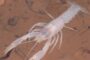 10 Most Amazing Blind Animals - Depth World
