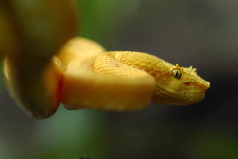 20 Most Beautiful Snakes in the World - Depth World