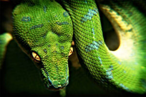 20 Most Beautiful Snakes in the World - Depth World