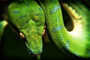 20 Most Beautiful Snakes in the World - Depth World