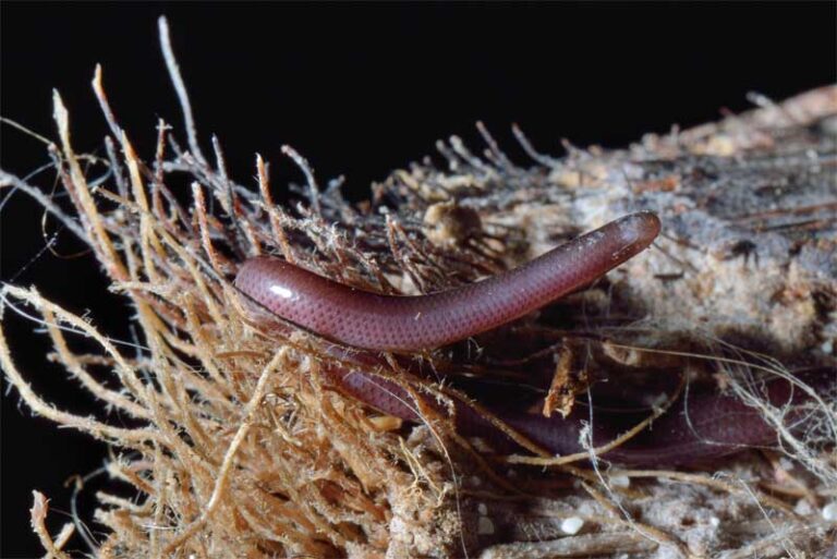 10 Most Amazing Blind Animals - Depth World