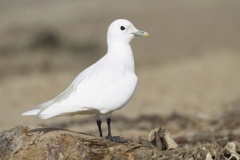 Top 10 Most Beautiful White Birds - Depth World