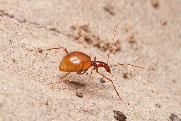 10 Most Amazing Blind Animals - Depth World