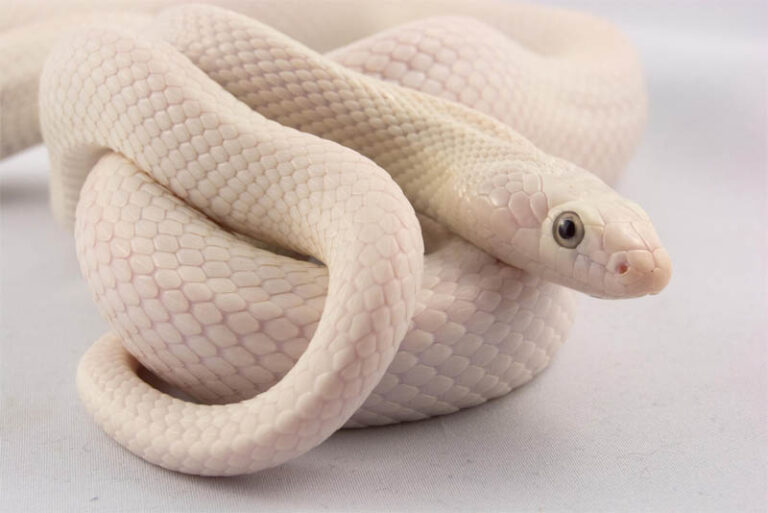 20 Most Beautiful Snakes in the World - Depth World