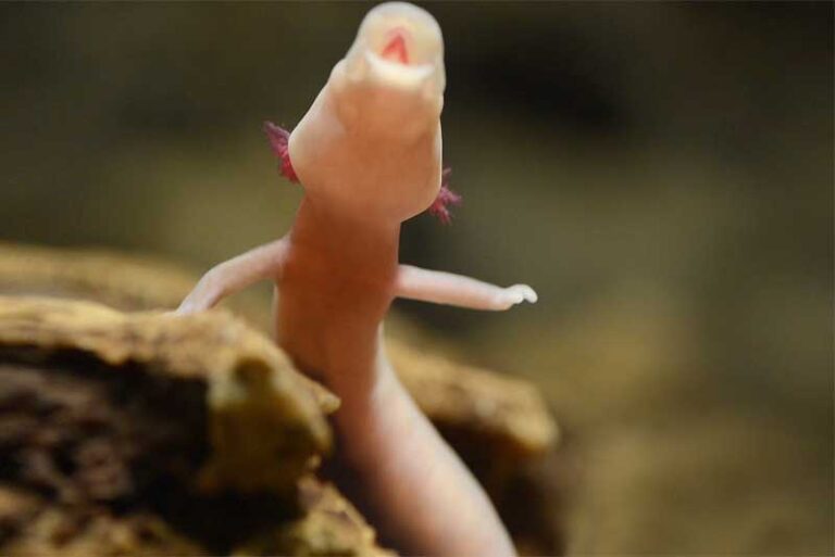 10 Most Amazing Blind Animals - Depth World