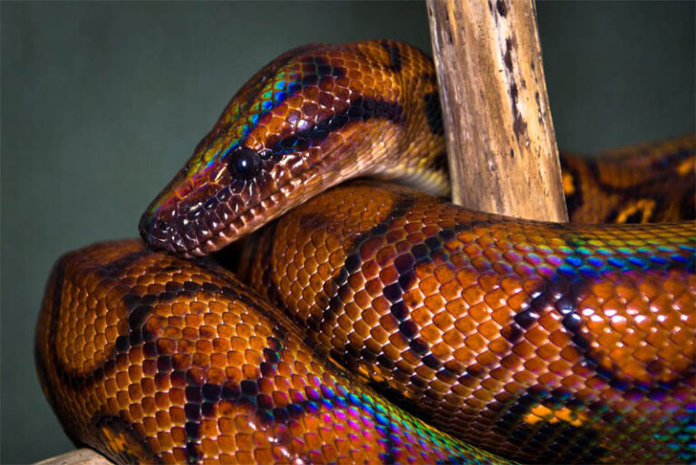 20 Most Beautiful Snakes in the World - Depth World