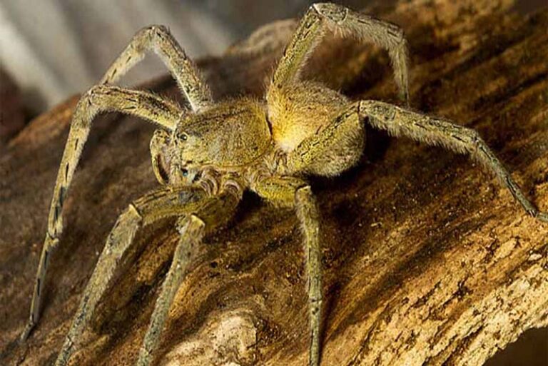 10 Scariest Spiders in the World - Depth World 10 Scariest Spiders in the World - Depth World