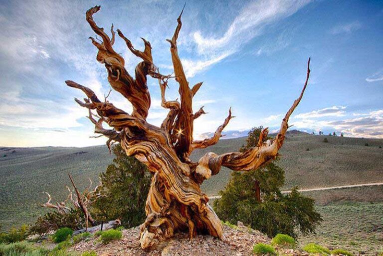 Top 10 Oldest Trees In The World - Depth World