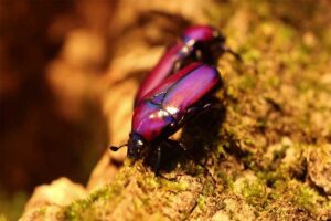 Top 20 Purple animals in the world - Depth World