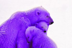 Top 20 Purple animals in the world - Depth World