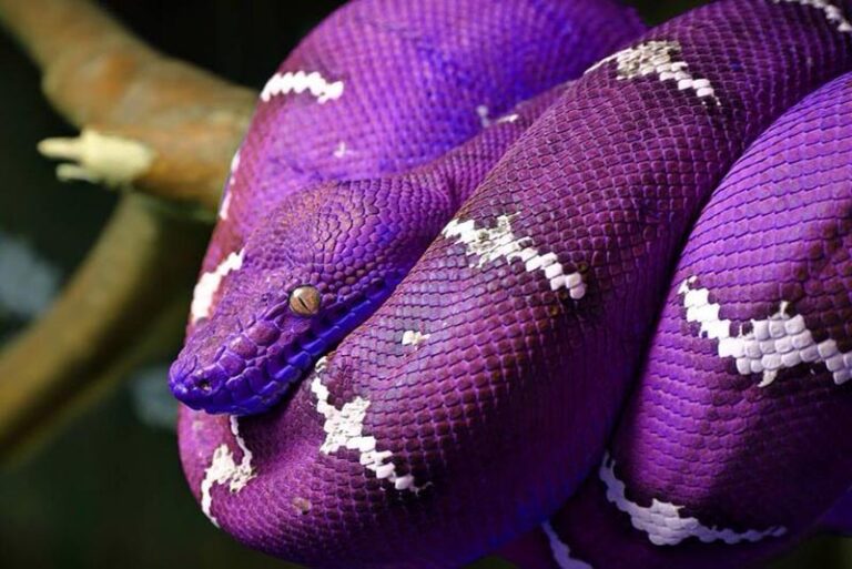 Top 20 Purple animals in the world - Depth World