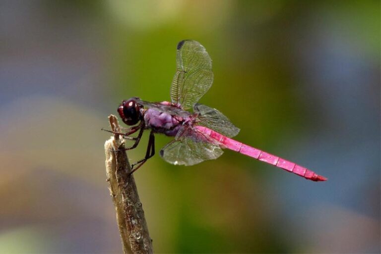 Top 10 Most Beautiful Pink Animals - Depth World