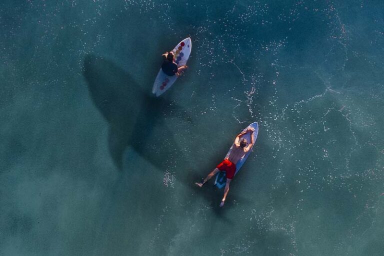 10 Apex Predators in the World - Depth World