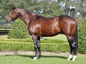 10 Most Expensive Pets in the World - Depth World