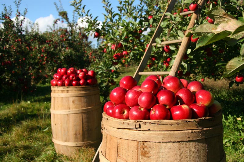 Top 10 interesting facts about apple - Depth World