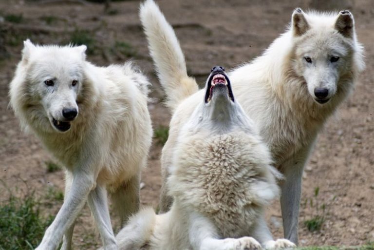 Top 10 interesting facts about wolf - Depth World