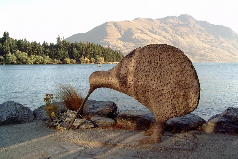 Top 10 interesting facts about Kiwi - Depth World